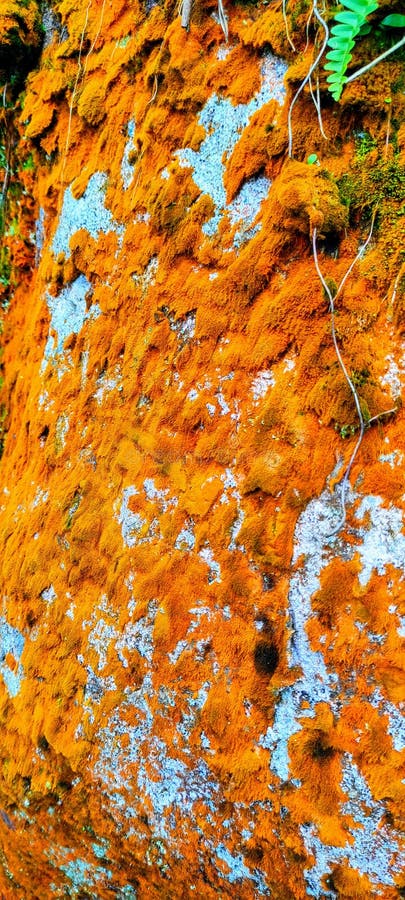 Orange Moss on Java Mountain Stock Photo - Image of forest, orange ...