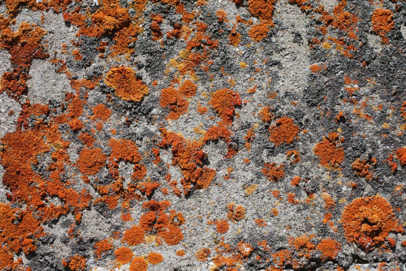 Orange moss on rock 2 stock image. Image of abstract - 79990785