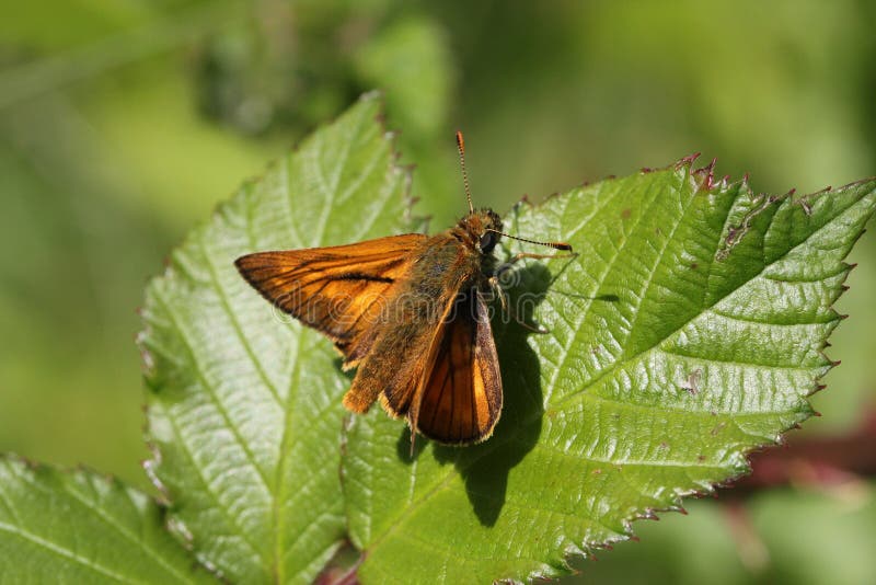Orange Moth stock photo. Image of furry, moth, leafy - 45985684