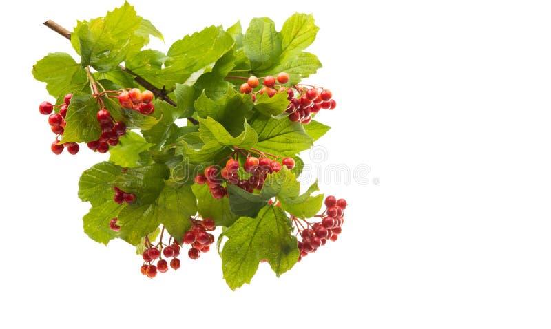 Orange Mountain Ash with Green Leaves Stock Image - Image of cure ...