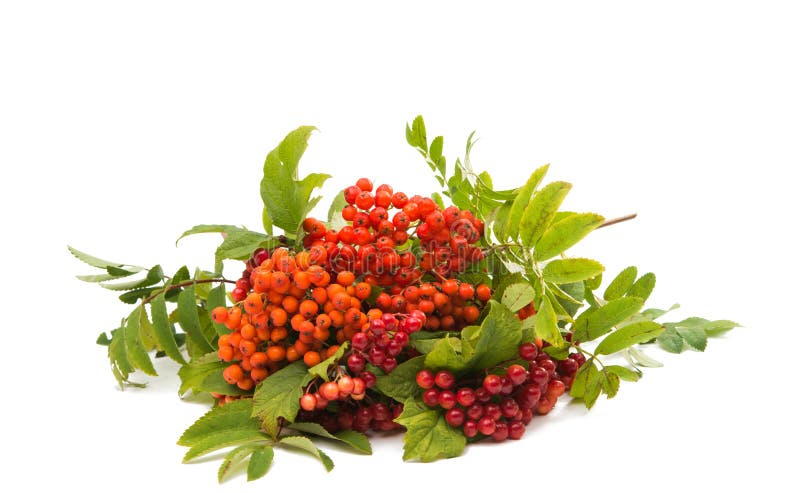 Orange Mountain Ash with Green Leaves Stock Image - Image of isolated ...