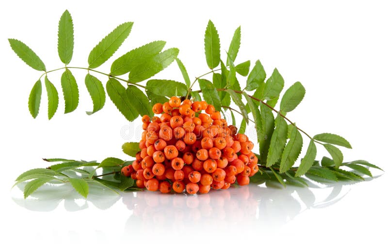 Orange Mountain Ash with Leaves Isolated on White Background Stock ...