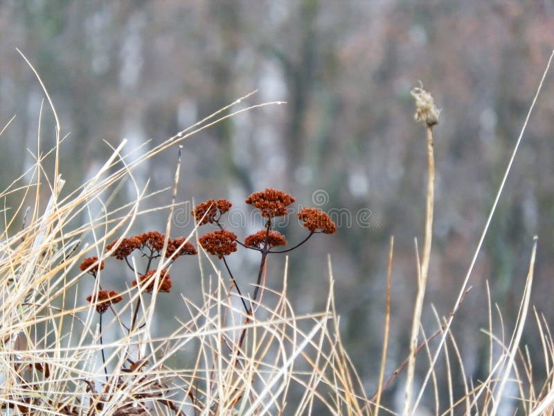 Orange Mountain Flower Herb in Winter Condition Stock Image - Image of ...
