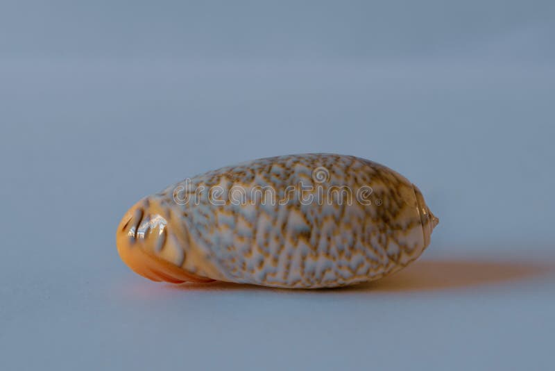 Orange Mouthed Olive Shell. Olivia Sericea Roding Stock Photo - Image ...