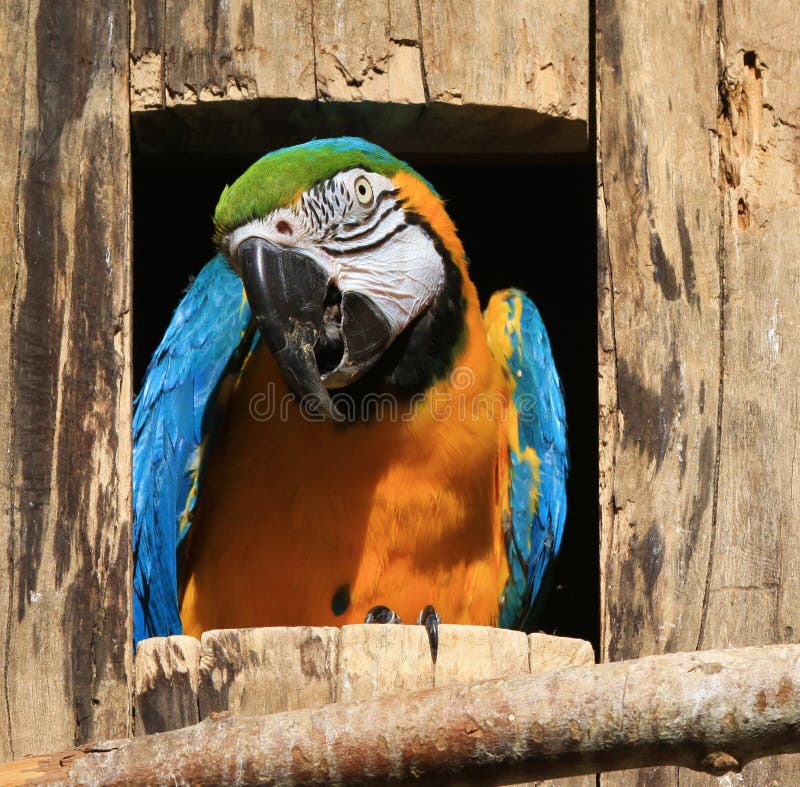 Orange and Multi Colored Macaw Stock Image - Image of feathered, macaw ...