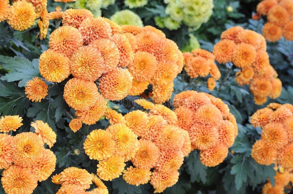 Orange mum stock photo. Image of background, orange, bloom - 42402882