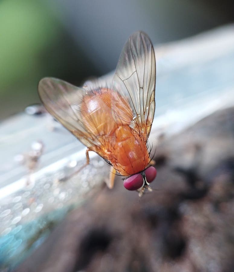 Flyororange Stock Photos - Free & Royalty-Free Stock Photos from Dreamstime