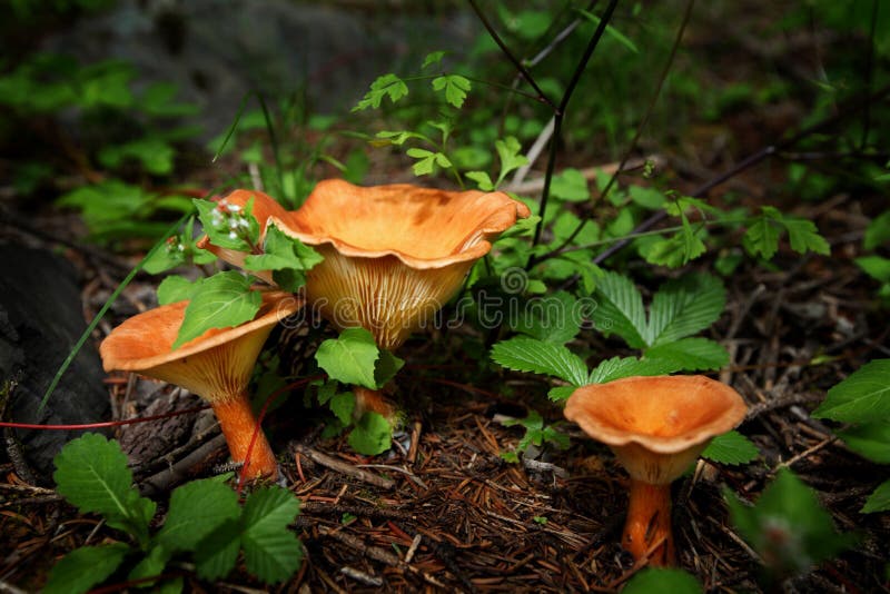 Orange mushroom stock image. Image of spring, ground - 53365731