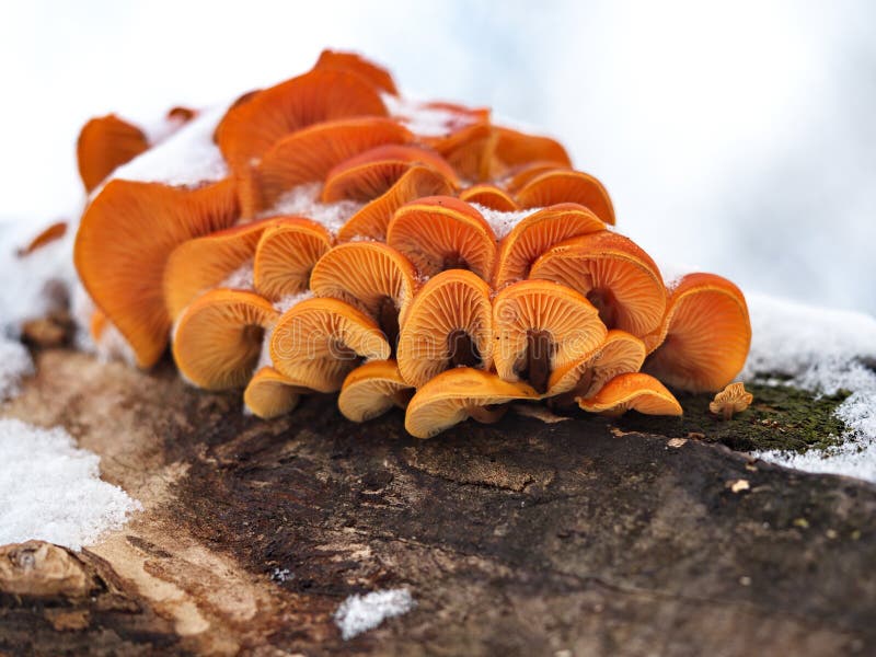 Orange Mushroom Group from Bottom Side View Stock Photo - Image of ...
