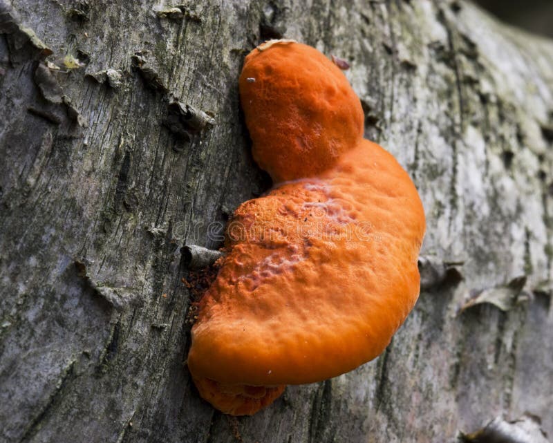 Orange Mushroom, Pycnoporus Cinnabarinus Stock Image - Image of ...