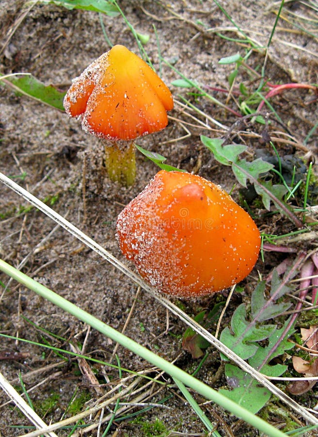 Orange Mushrooms stock image. Image of fungi, sand, fungus - 12831565