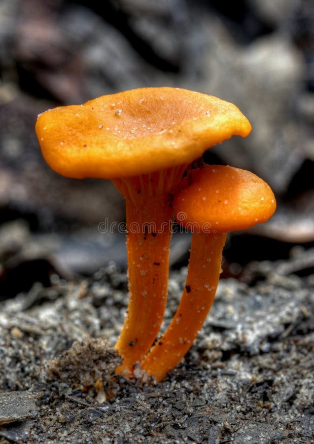 Orange mushrooms stock photo. Image of nature, bright - 2483206 Orange mushrooms stock photo. Image of nature, bright - 2483206