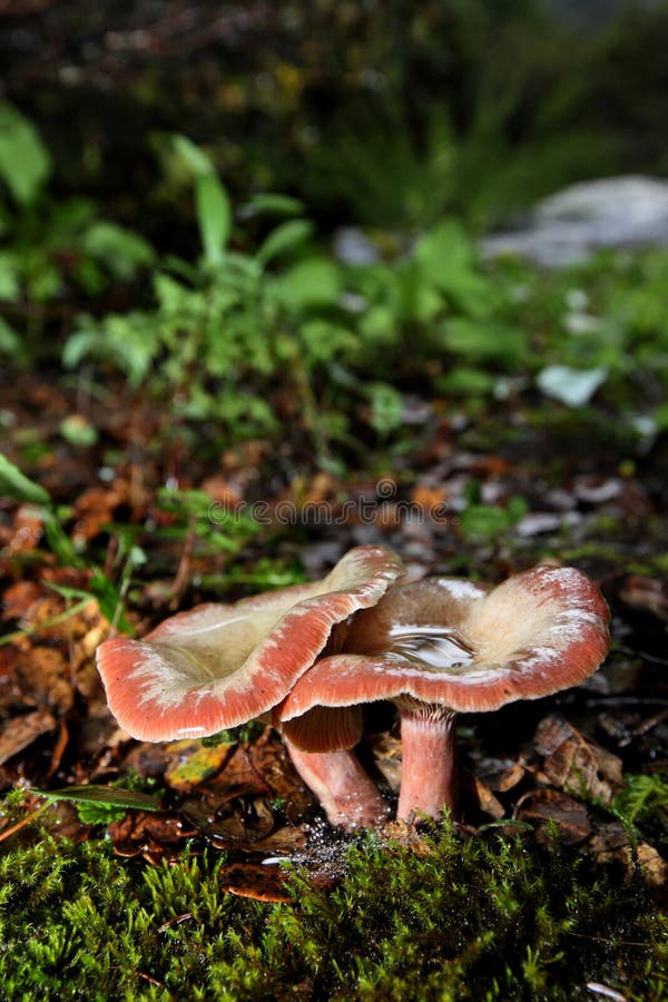 Orange mushrooms stock photo. Image of mushirooms, unique - 55217566