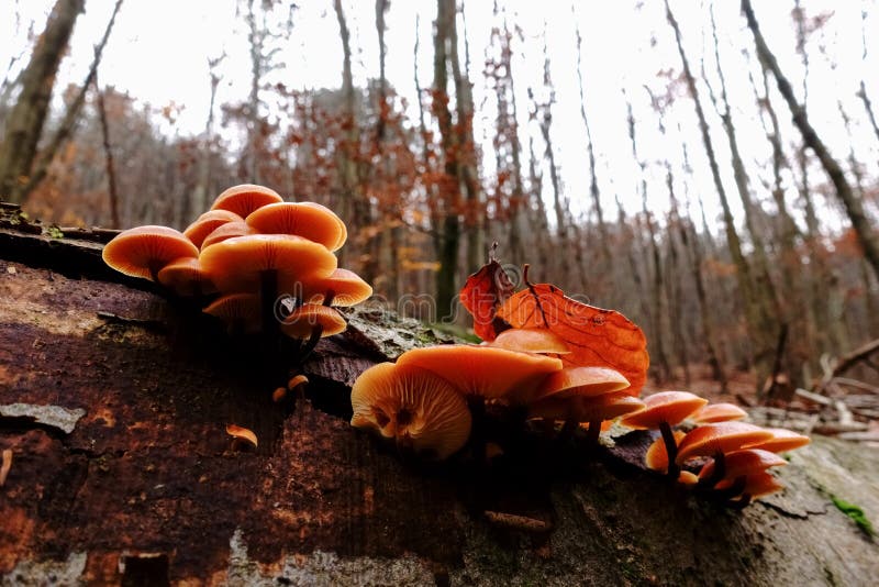 Orange Mushrooms with Dark Stem on a Tree Trunk Stock Image - Image of ...
