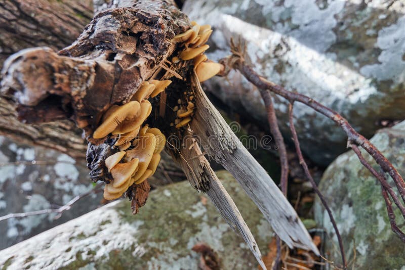 Orange Mushrooms Under a Log Stock Image - Image of leaf, wood: 163879237