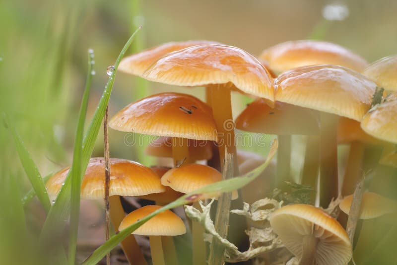 Orange Mycena Mushrooms Growing Wild Stock Photo - Image of orange ...