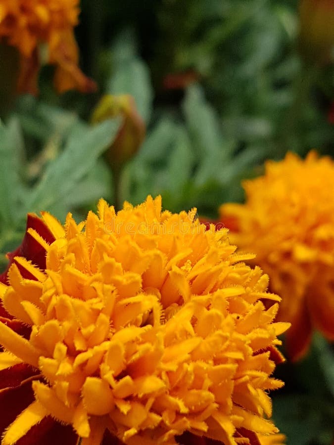 Orange stock image. Image of amazing, orange, life, nature - 96044091