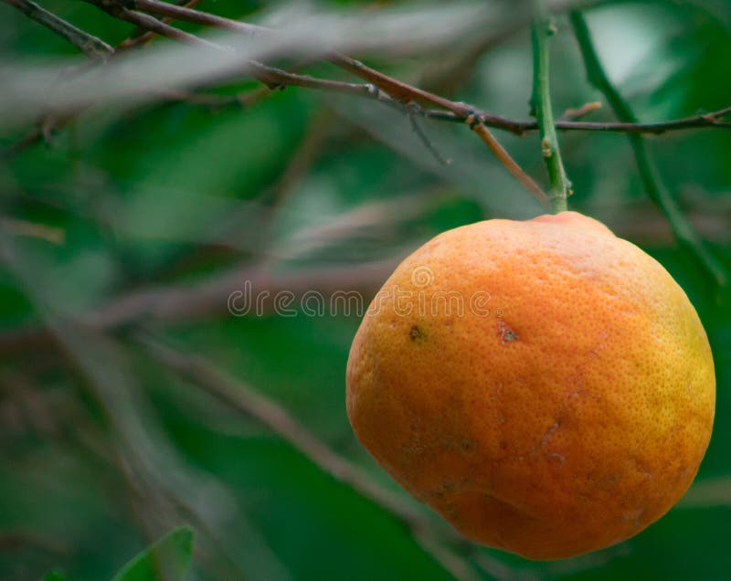 Orange stock image. Image of orange, nature, naranja - 134163115