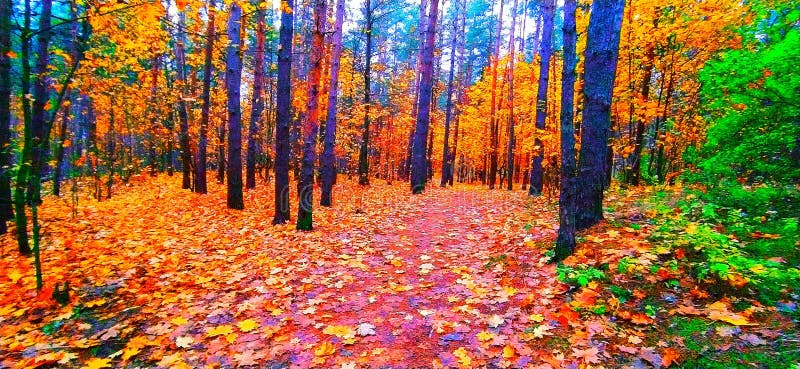Orange nature spring stock photo. Image of wilderness - 212349632