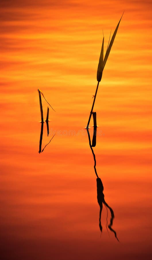 Red Nature Water Japan Motive Stock Photo - Image of background, relax ...