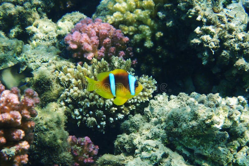 Orange nemo clown fish stock image. Image of amphiprion - 145668721