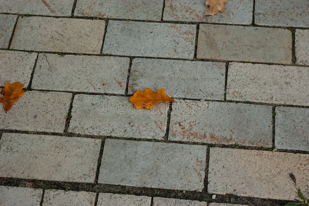 Orange Oak Leaf on a Tiled Walkway Stock Photo - Image of ground ...