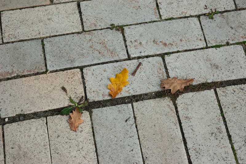 Orange Oak Leaf on a Tiled Walkway Stock Image - Image of concrete ...
