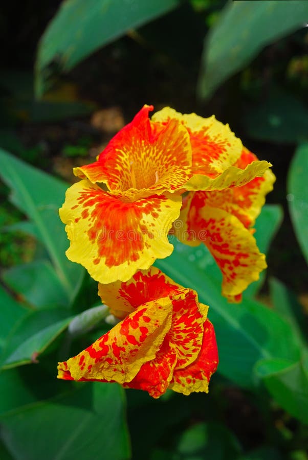 Orange Och Gul Canna Blomma Arkivfoto - Bild av blad, grön: 26894432