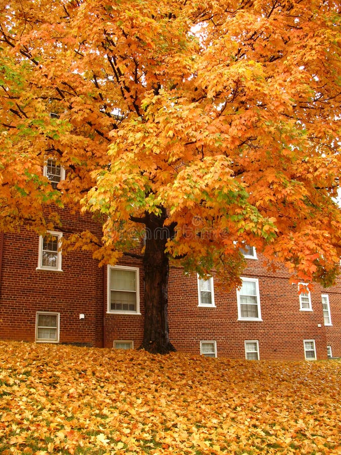 Orange October stock image. Image of tree, branches, october - 3461107