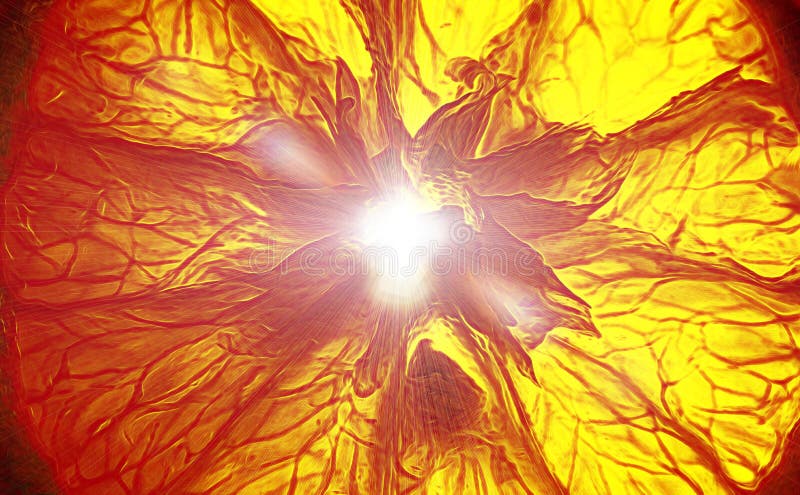 Orange One Soul stock image. Image of slice, background - 84451047