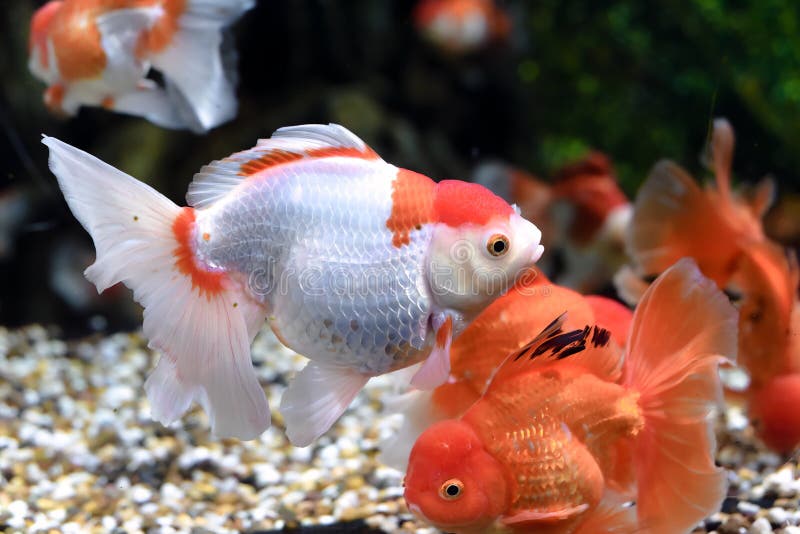 Orange Oranda Goldfish in Aquarium Stock Image - Image of beautiful ...