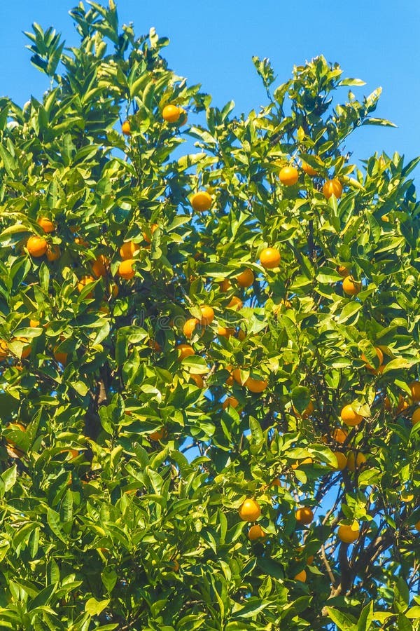 5,979 Algeria Tree Stock Photos - Free & Royalty-Free Stock Photos from ...