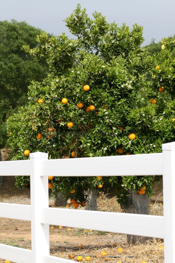 Plowed field stock image. Image of plowed, seed, harvest - 5045265