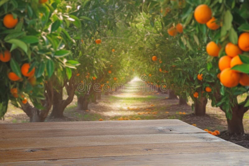 Orange Orchard with Fruit Trees and Wooden Display Board Background ...