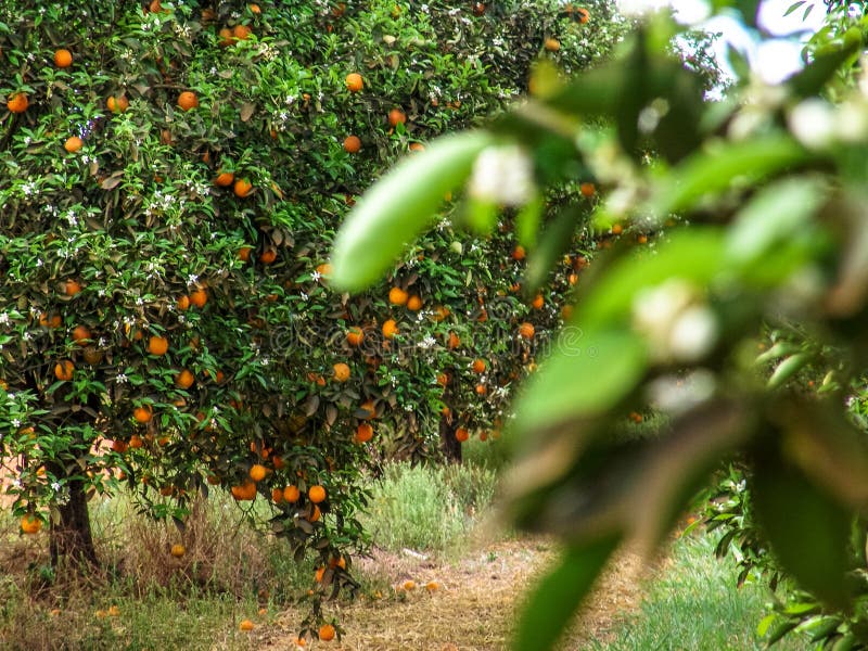Orange orchard stock image. Image of hanging, field - 105144377