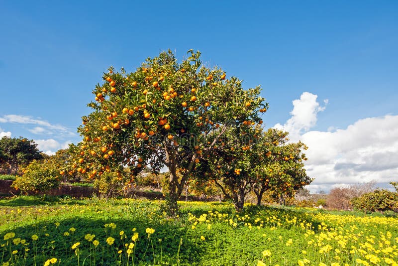 Orange orchard stock image. Image of fresh, sunlit, branch - 30801517