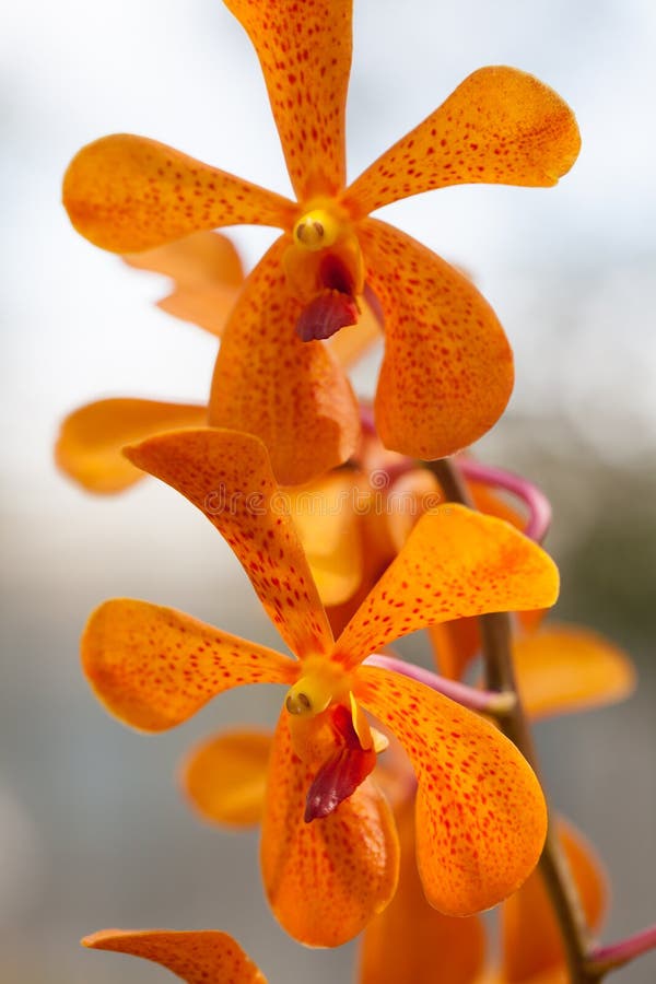 Orange orchid stock image. Image of tranquil, floral - 36684751