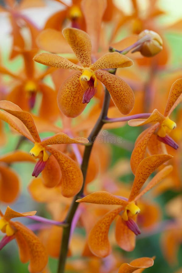 Orange orchid stock image. Image of forest, lily, orchid - 36684581