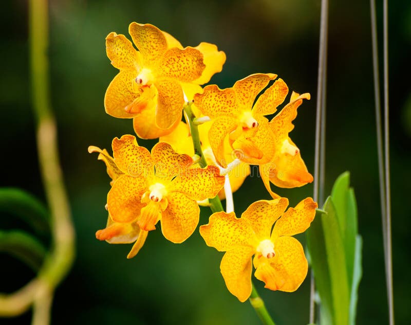Orange Orchid Flower- Vanda Stock Photo - Image of clean, exotic: 36376570