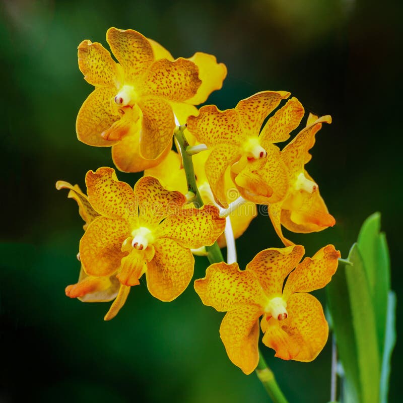 Orange Orchid Flower- Vanda Stock Photo - Image of park, floral: 36428876
