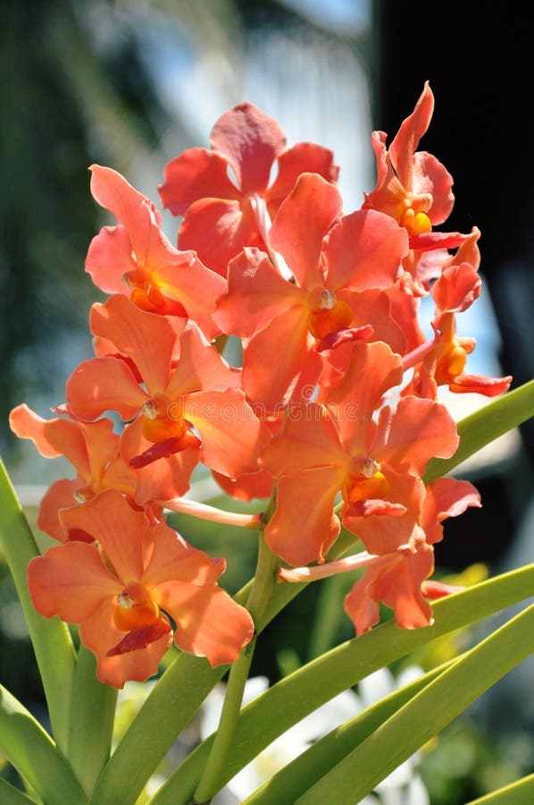 Orange orchid flowers stock image. Image of coloured - 27202925