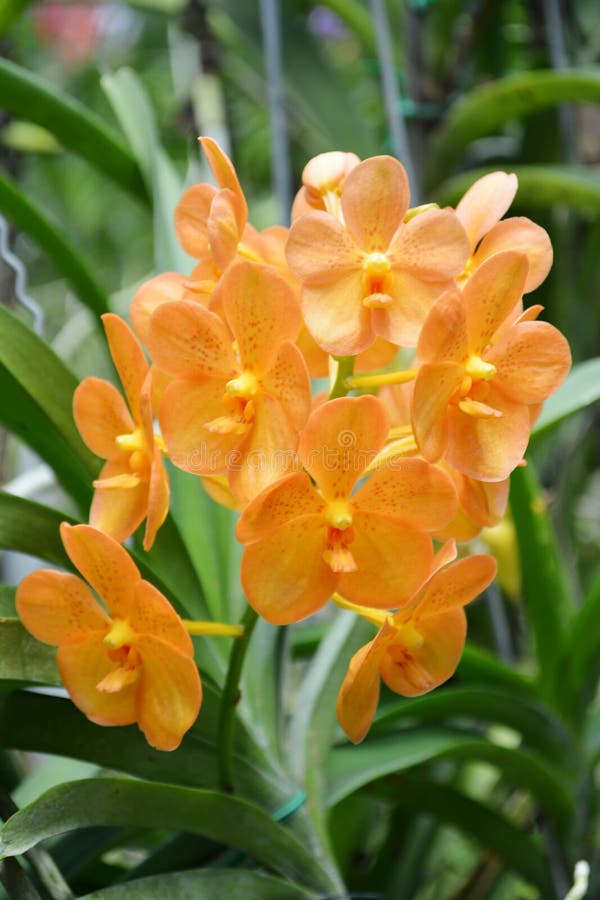 Orange Orchid Flowers in Garden. Stock Photo - Image of fragility ...