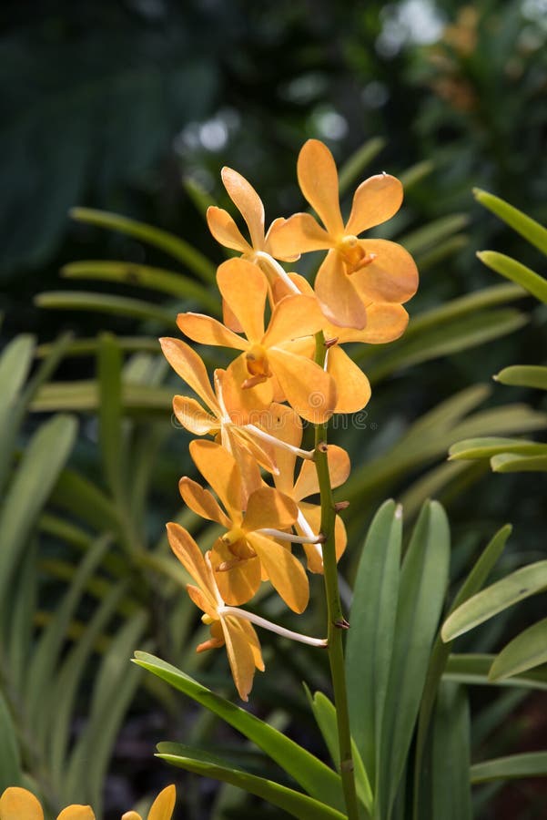 Orange Orchid stock image. Image of decorative, leaf - 85988155