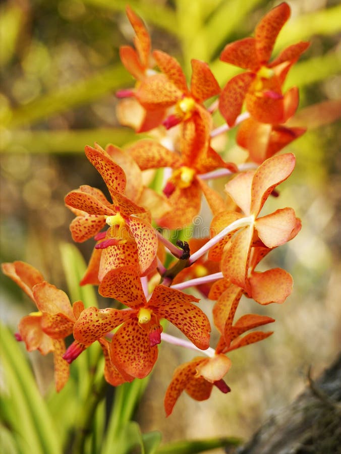 Orange Orchid stock photo. Image of flowerbed, beauty - 66184226