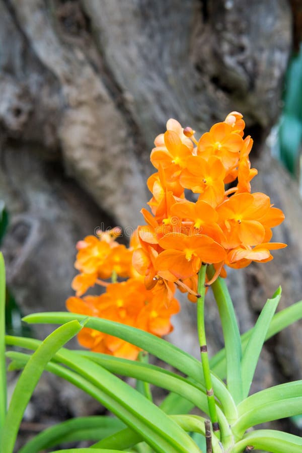 Orange orchids stock image. Image of orchid, decoration - 145113519