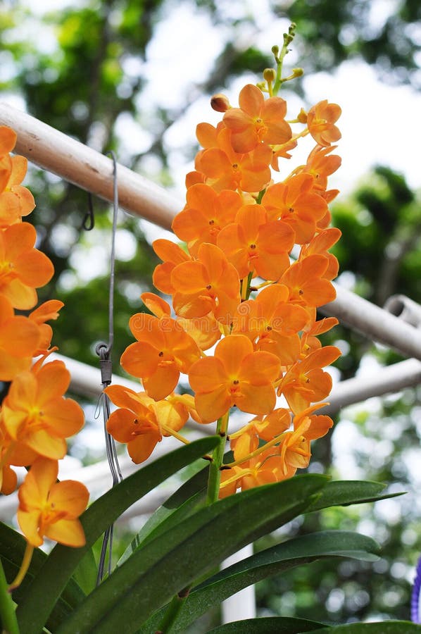 Orange orchids stock photo. Image of decorate, indoor - 44312050