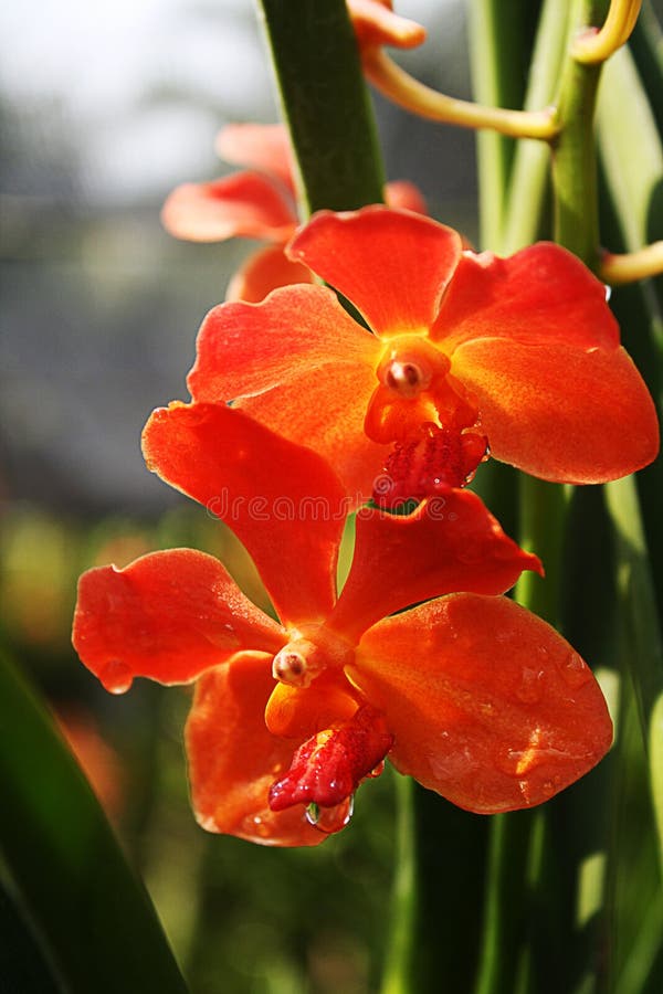 Orange Orchids stock image. Image of orchids, orchid - 46859301