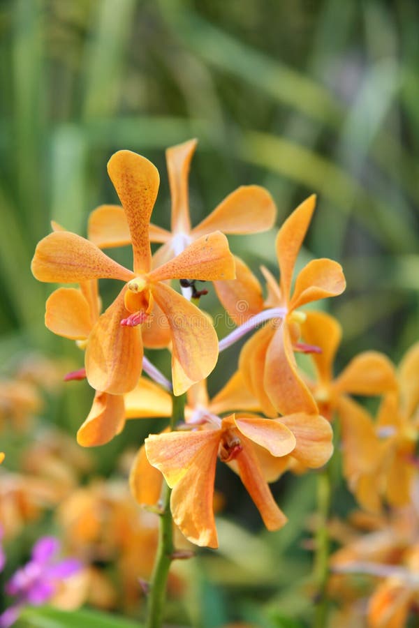 Orange Orchids /Tropical Orchids Stock Photo - Image of orange, fresh ...