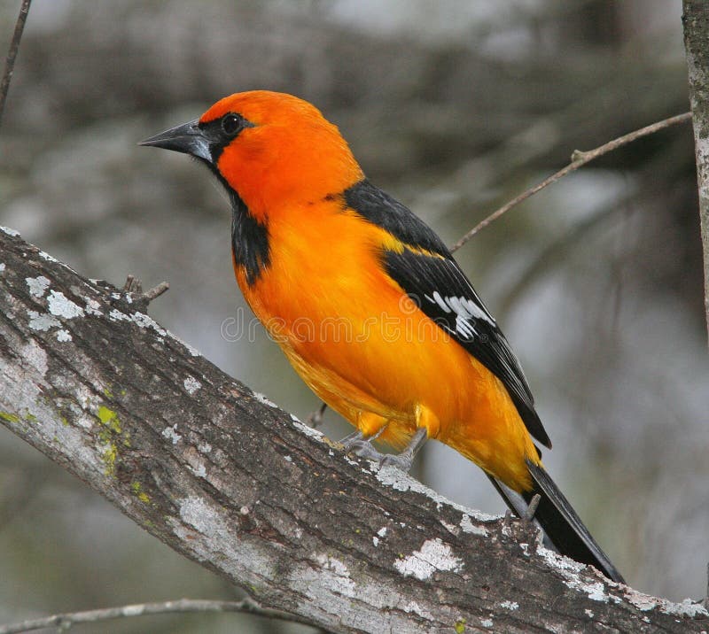 Orange Oriole Picture. Image: 90612627