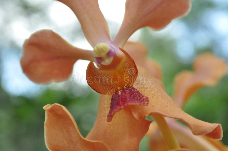 Orange Orkid stock photo. Image of garden, blurry, orange - 42753166